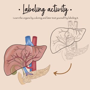 Anatomy Coloring Pages. PDF or Goodnotes Coloring. - Etsy