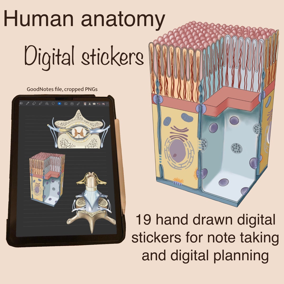 Hand Drawn Human Anatomy Digital Stickers Pack of #19 Dif. Stickers for ...