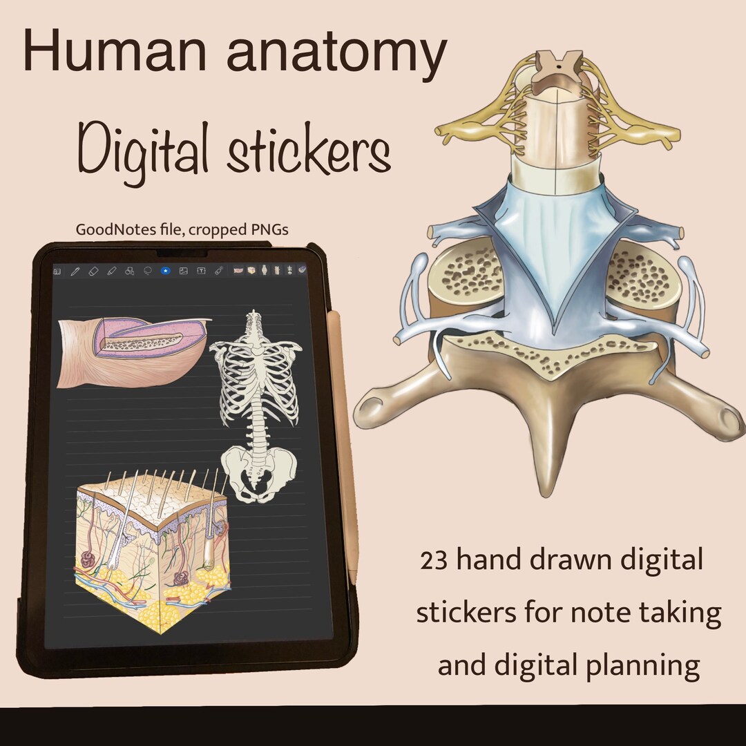 Hand Drawn Human Anatomy Digital Stickers Pack of #23 Dif. Stickers for ...