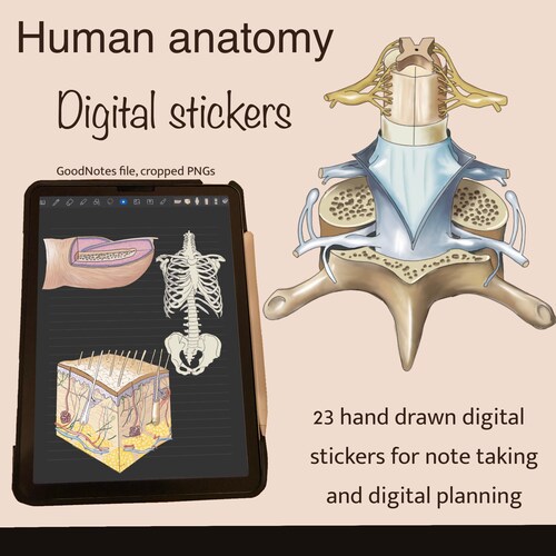 Hand Drawn Anatomy Digital Stickers Pack of 12 Dif. Biology - Etsy