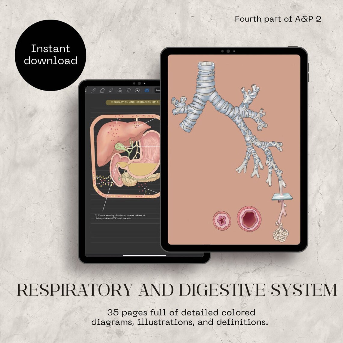 2.4 Anatomy and Physiology 2 Notes. Anatomy Made Extremely Easy. Get ...