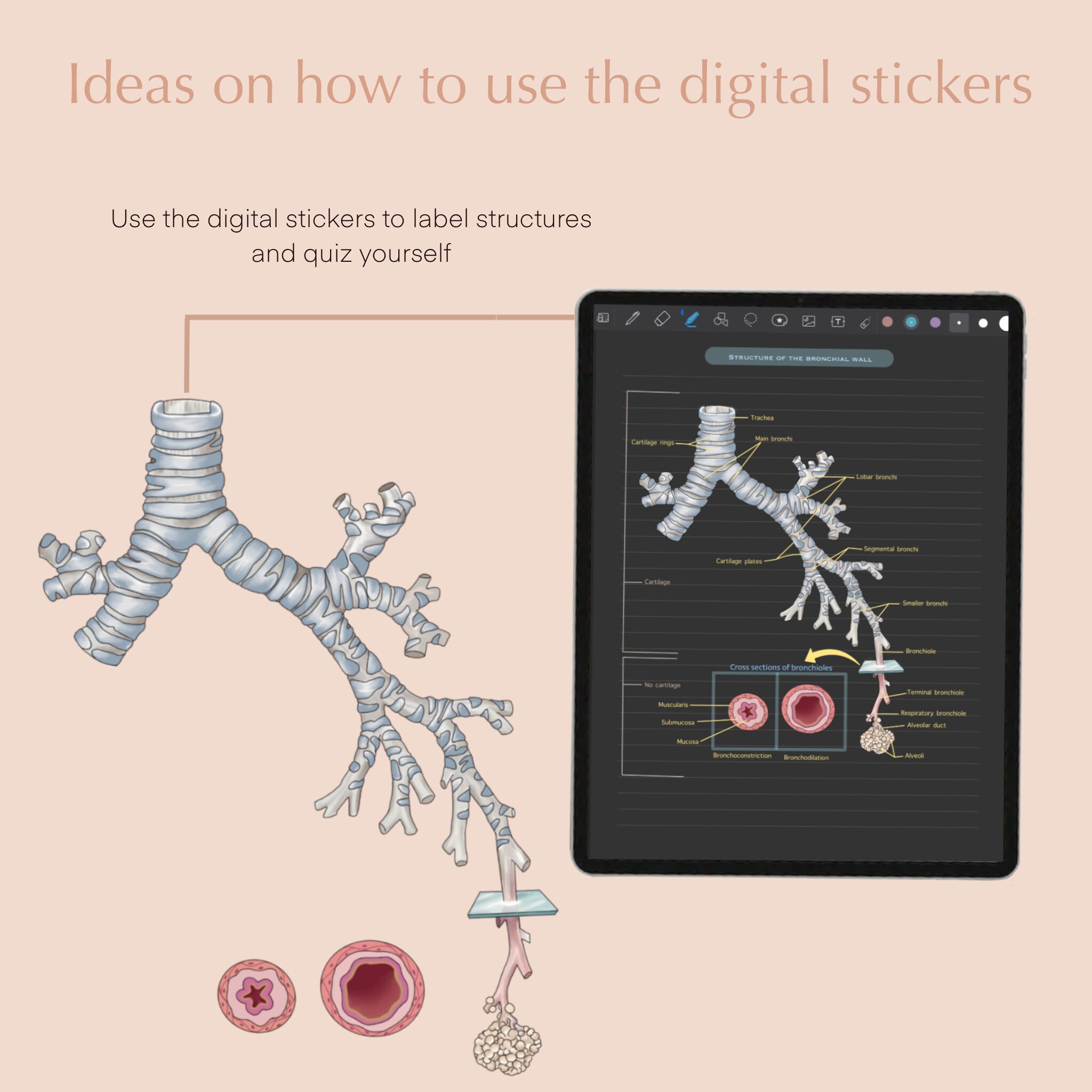 Hand Drawn Human Anatomy Digital Stickers Pack of #17. for Note Taking ...