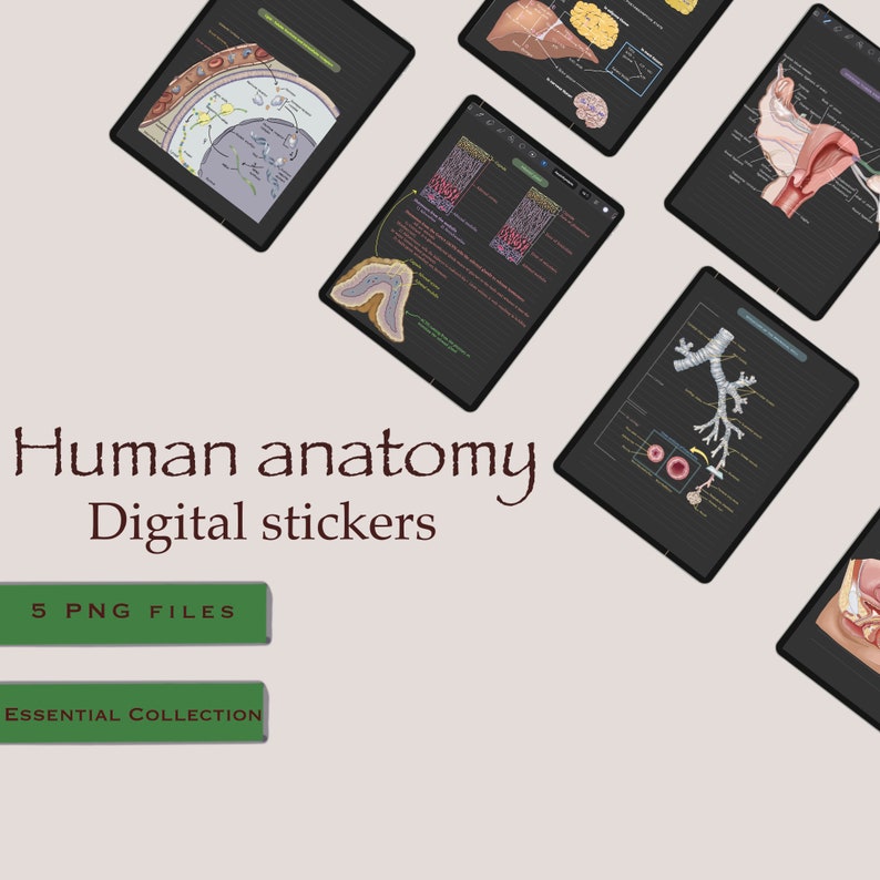 Hand Drawn Human Anatomy Digital Stickers Pack of #45 Dif. Stickers for ...