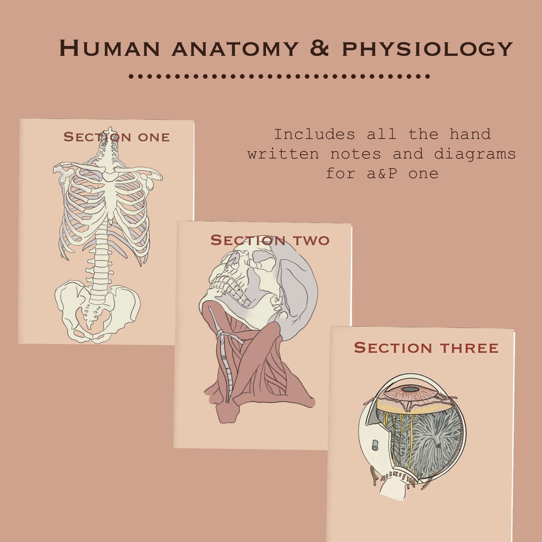Anatomy and Physiology 1 Notes. Anatomy Made Extremely Easy. Bundle of ...