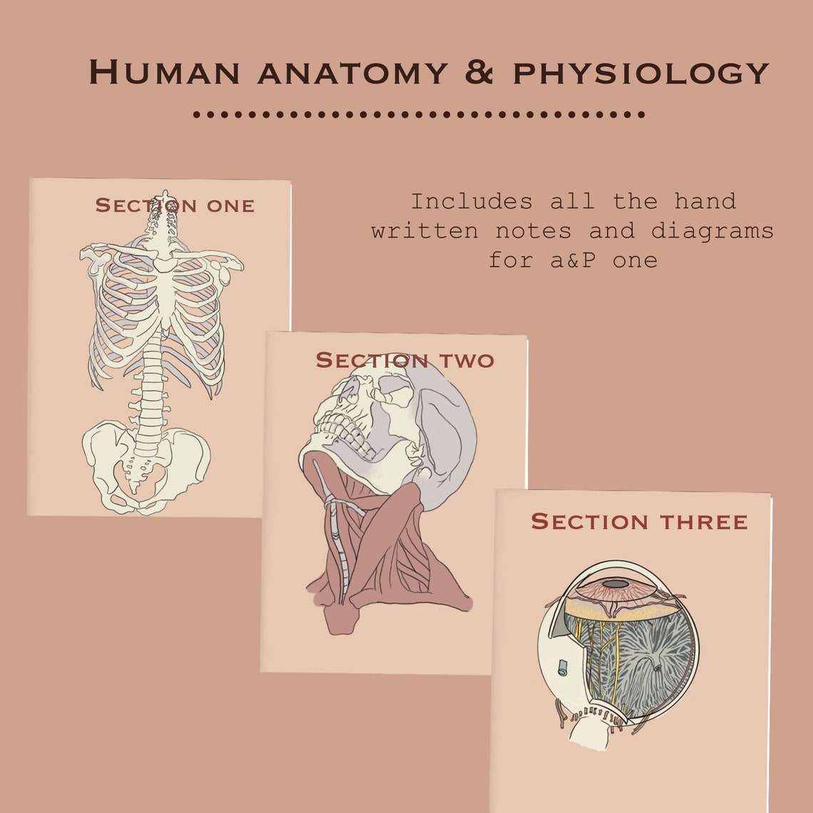 Anatomy and Physiology 1 Notes. Anatomy Made Extremely Easy. Bundle of ...
