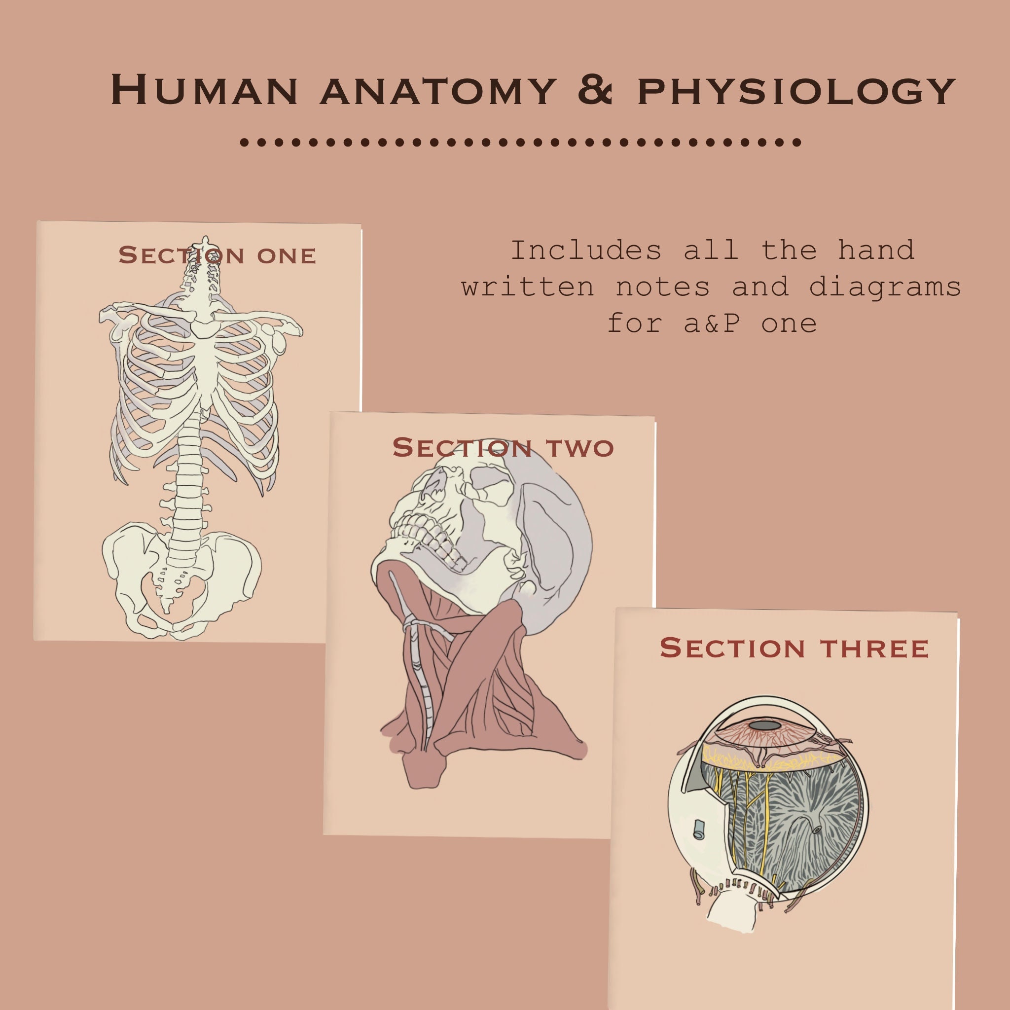 Anatomy and Physiology 1 Notes. Anatomy Made Extremely Easy. Bundle of ...