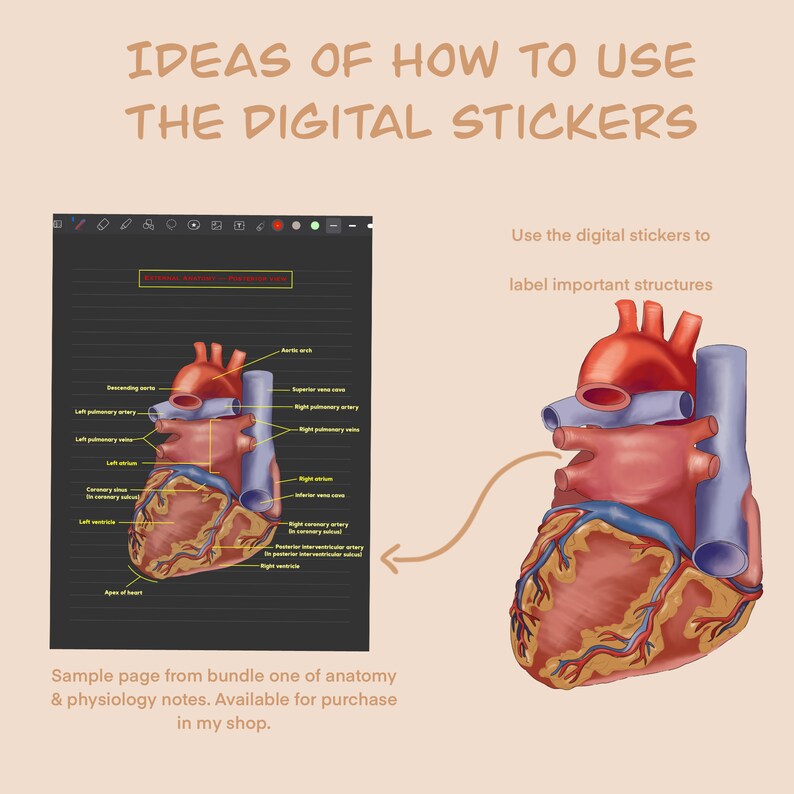 Hand Drawn Human Anatomy Digital Stickers Pack of 12 Dif. | Etsy