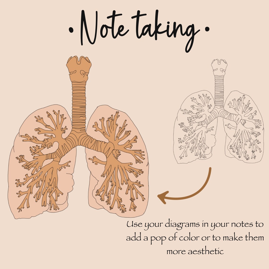 Anatomy Coloring Pages. PDF or Goodnotes Coloring. - Etsy