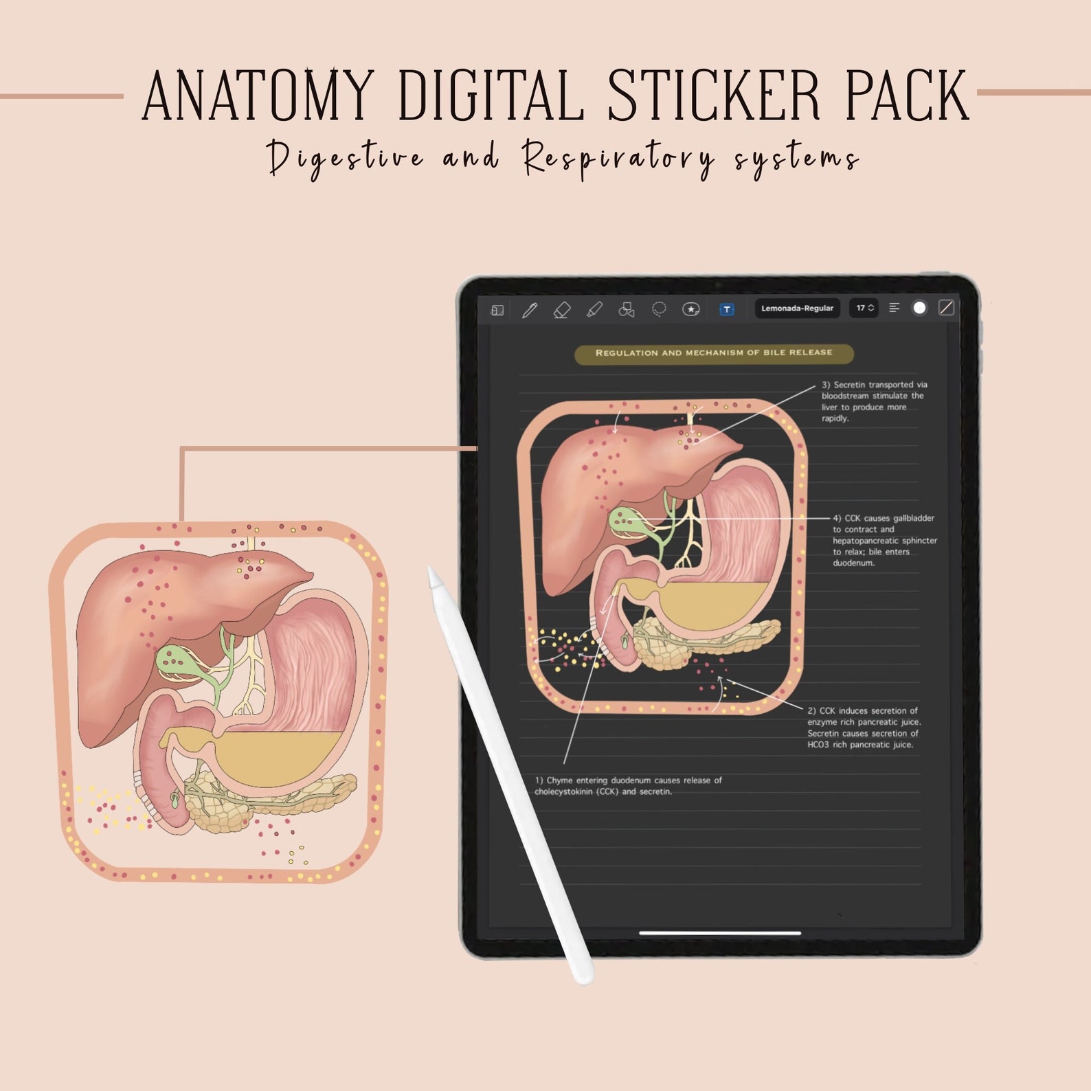 Hand Drawn Human Anatomy Digital Stickers Pack of #17. for Note Taking ...
