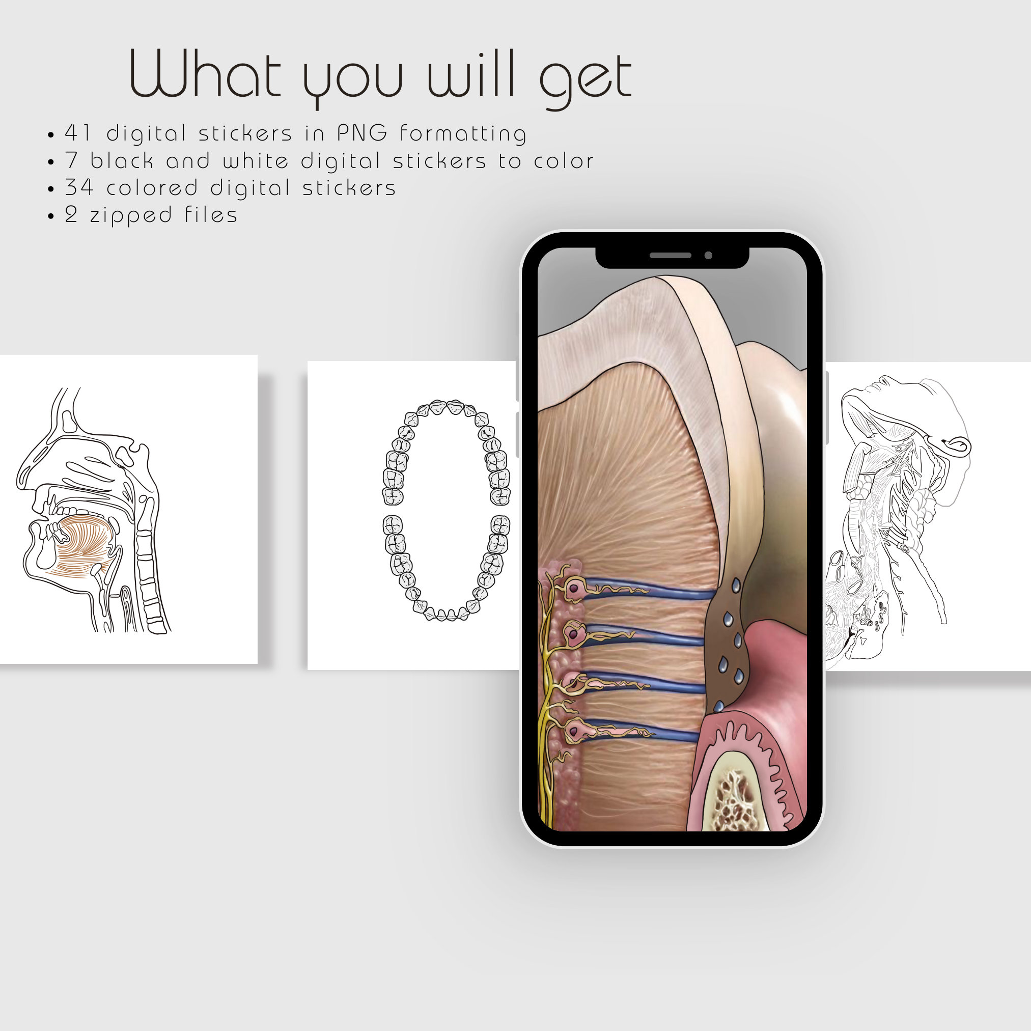 Dental Digital Stickers - Goodnotes, PNG, Notetaking, Hygiene Students ...