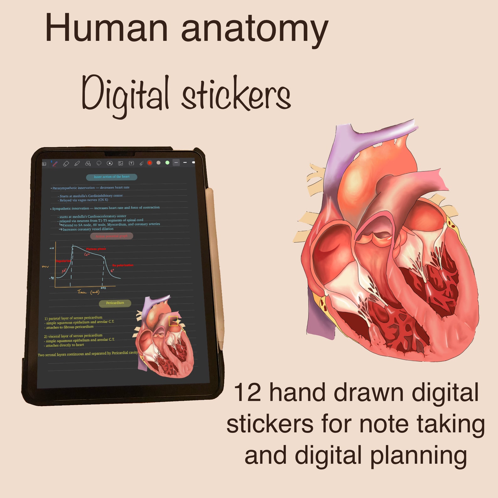 Hand Drawn Human Anatomy Digital Stickers Pack of 12 Dif. | Etsy