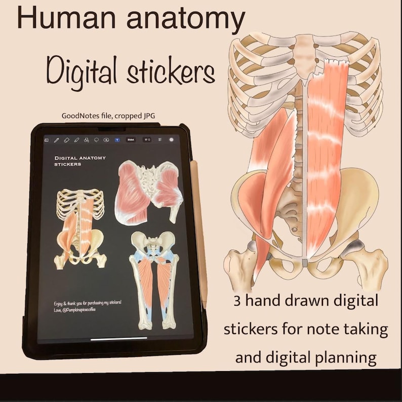 Human Anatomy Digital Stickers | Goodnotes Stickers, Digital Journal ...