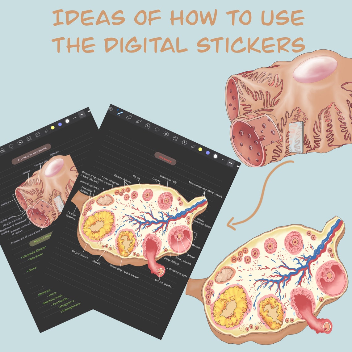 Hand Drawn Anatomy Digital Stickers Pack of 12 Dif. Biology | Etsy