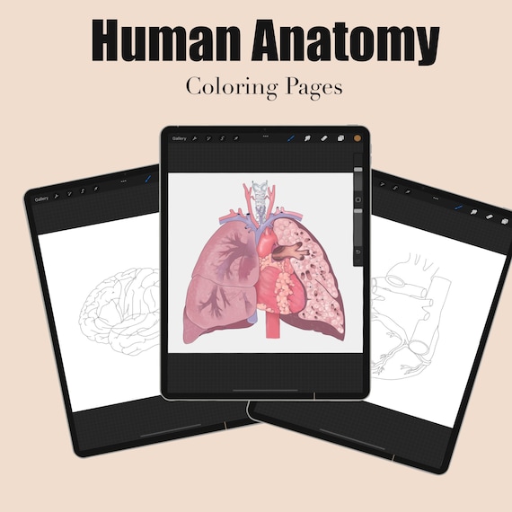 Anatomy Coloring Pages. PDF or Goodnotes Coloring. - Etsy
