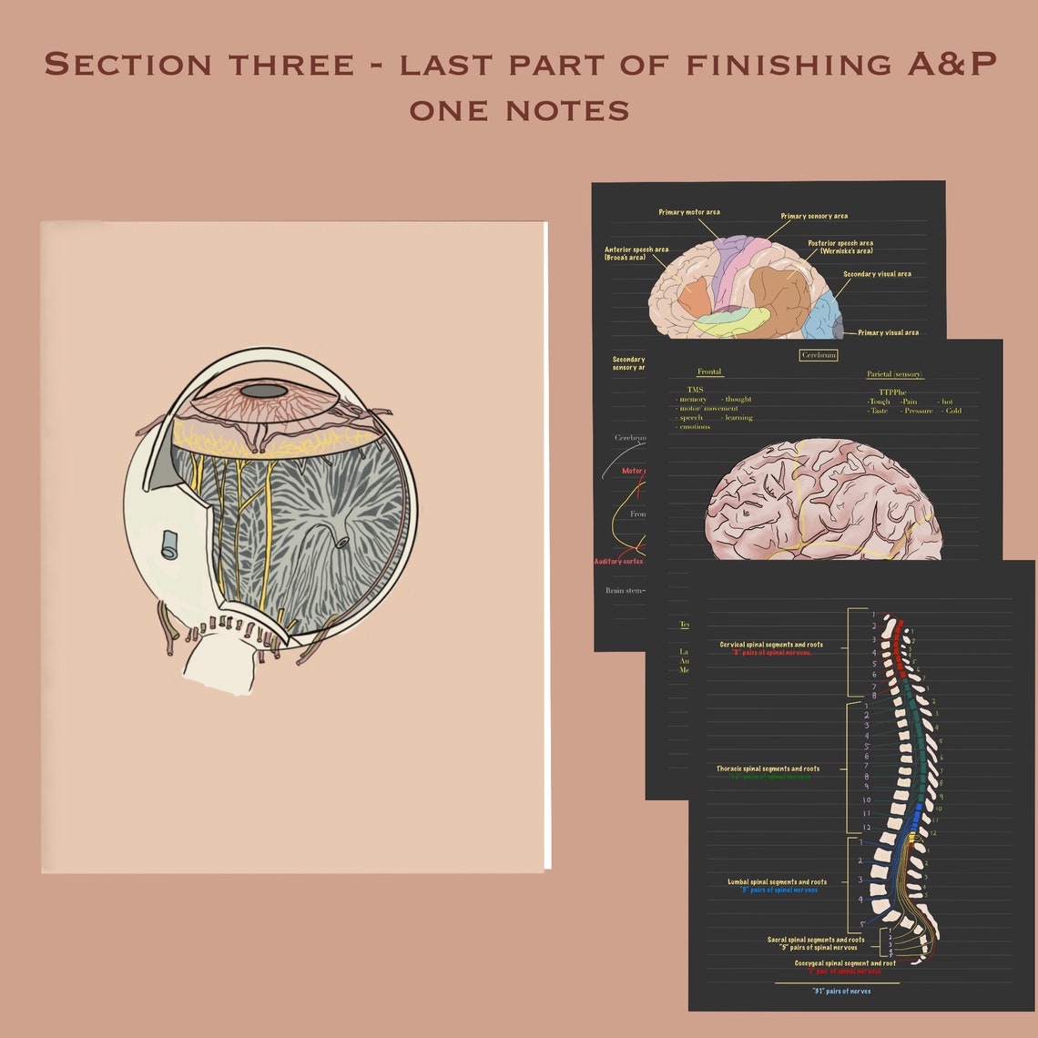 Anatomy and Physiology 1 Notes. Anatomy Made Extremely Easy. Bundle of ...