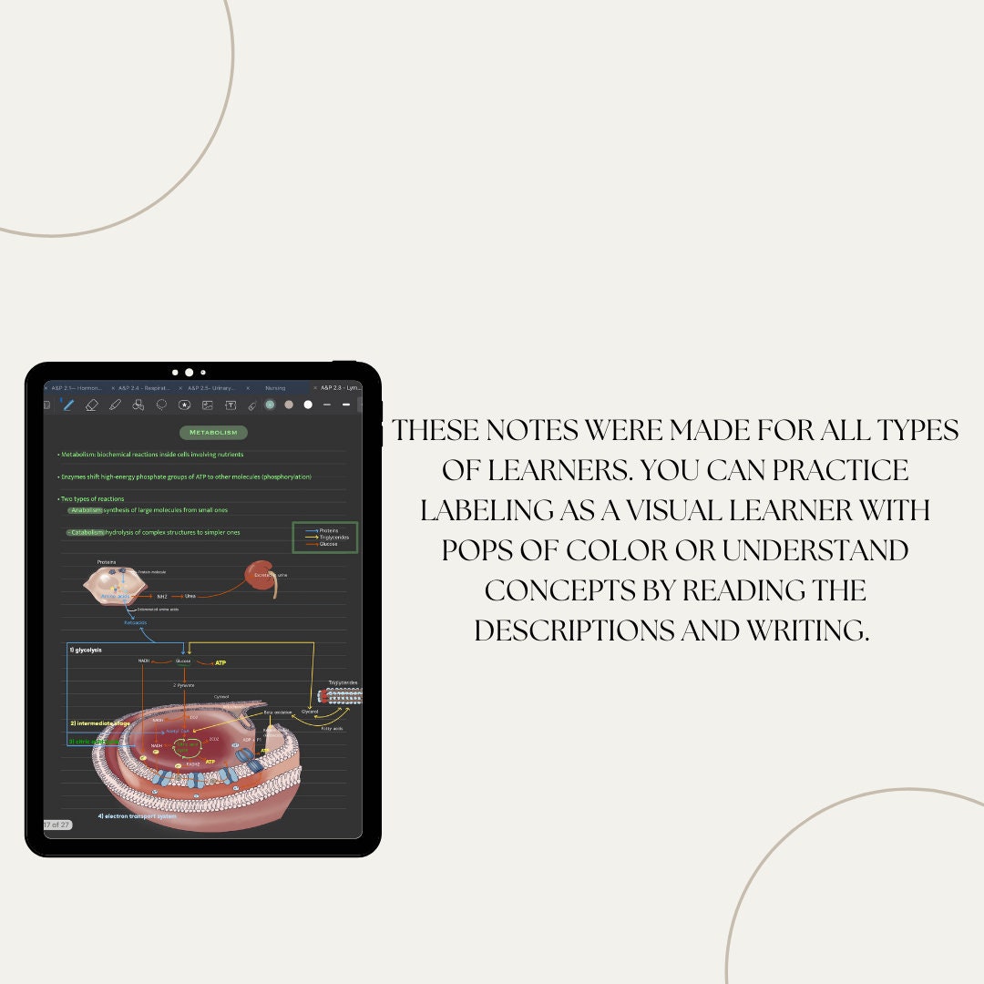 2.3 Anatomy and Physiology 2 Notes 27 Pages. Anatomy Made Extremely ...