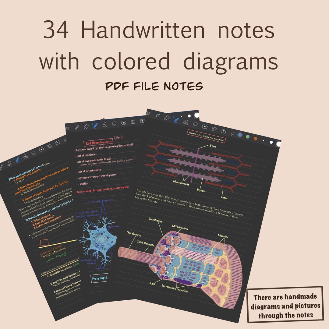 Anatomy and Physiology Notes | Handmade Diagrams (PDF Download) - Etsy