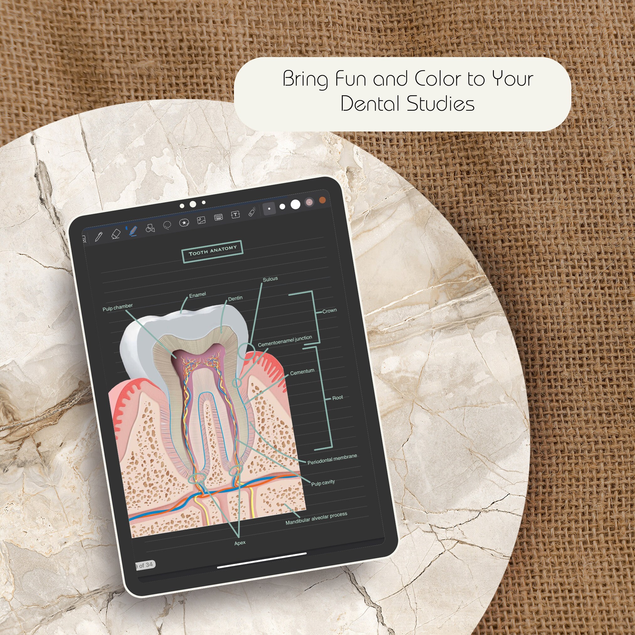 Dental Digital Stickers - Goodnotes, PNG, Notetaking, Hygiene Students ...