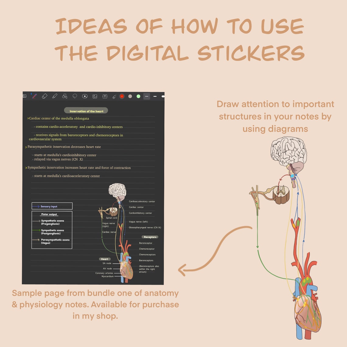 Hand Drawn Human Anatomy Digital Stickers Pack of 12 Dif. | Etsy