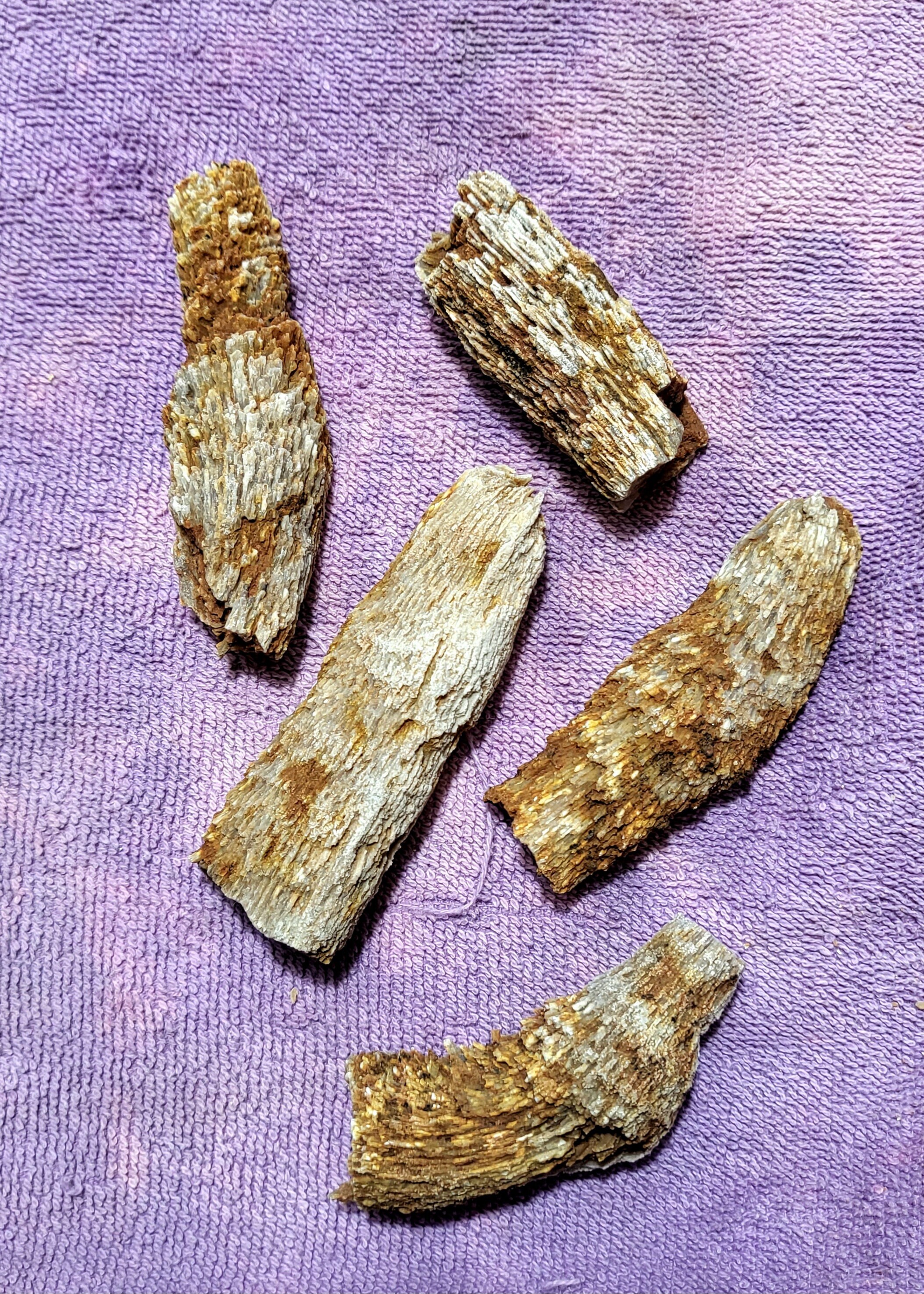 Lake of the Ozarks Rugose Coral Fossils - Etsy