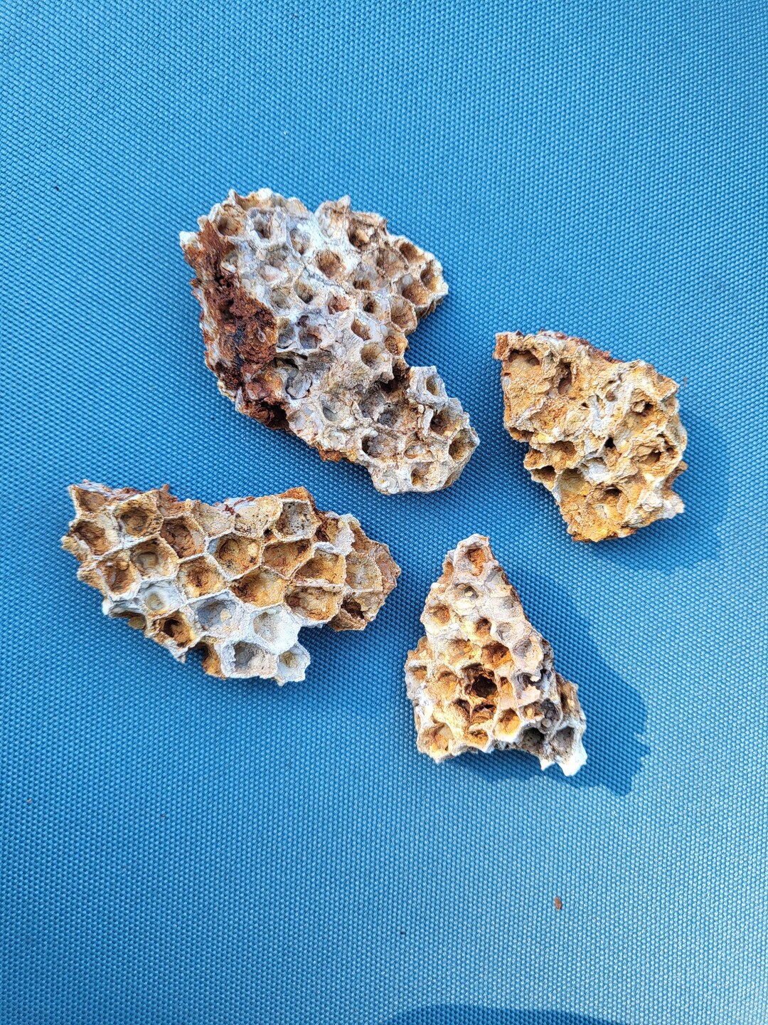 Lake of the Ozarks Honeycomb Coral Fossil - Etsy