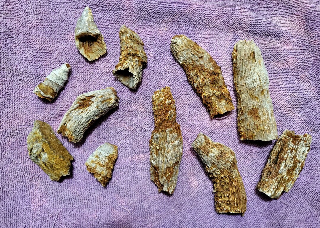 Lake of the Ozarks Rugose Coral Fossils - Etsy