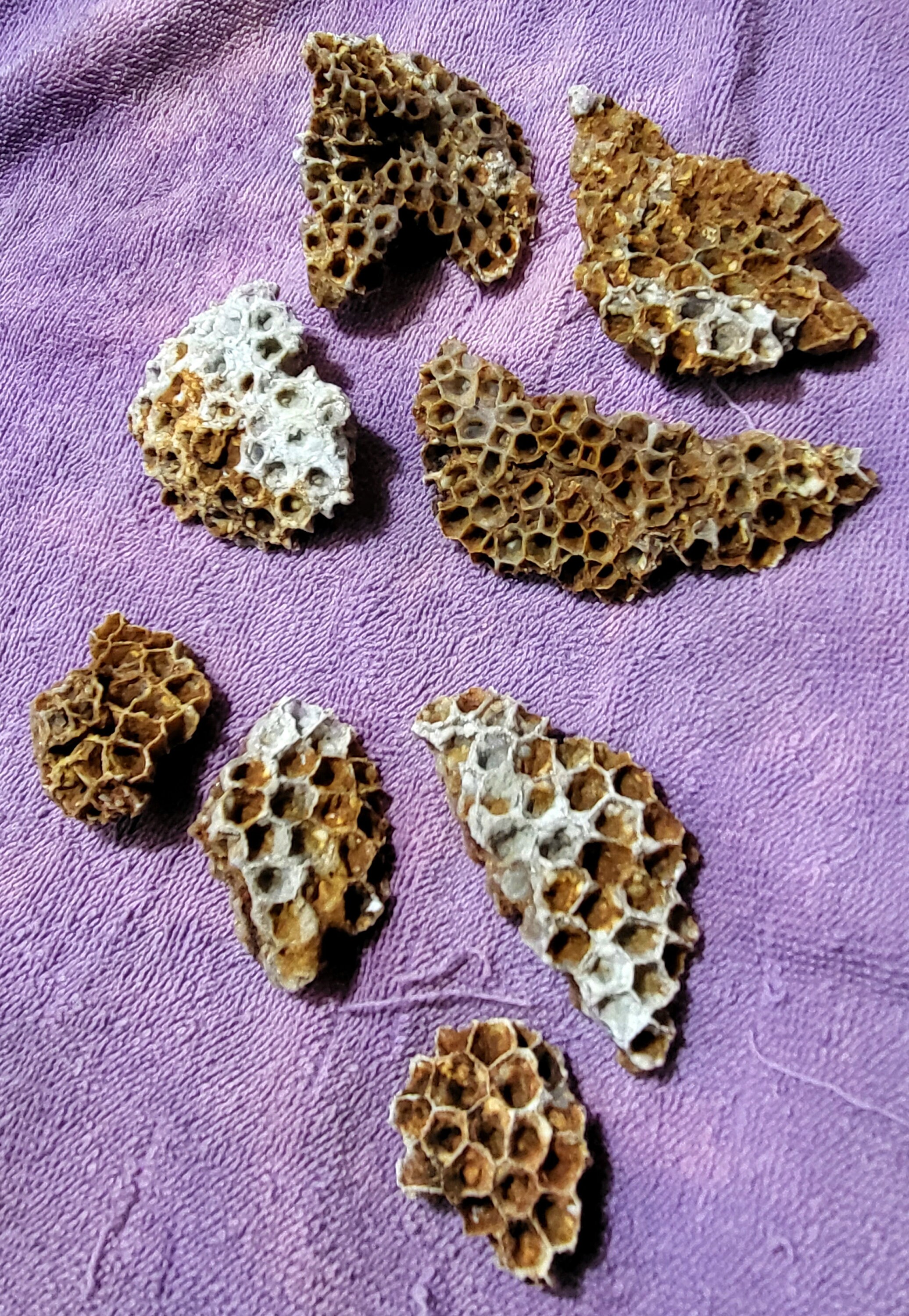 Lake of the Ozarks Honeycomb Coral Fossil - Etsy