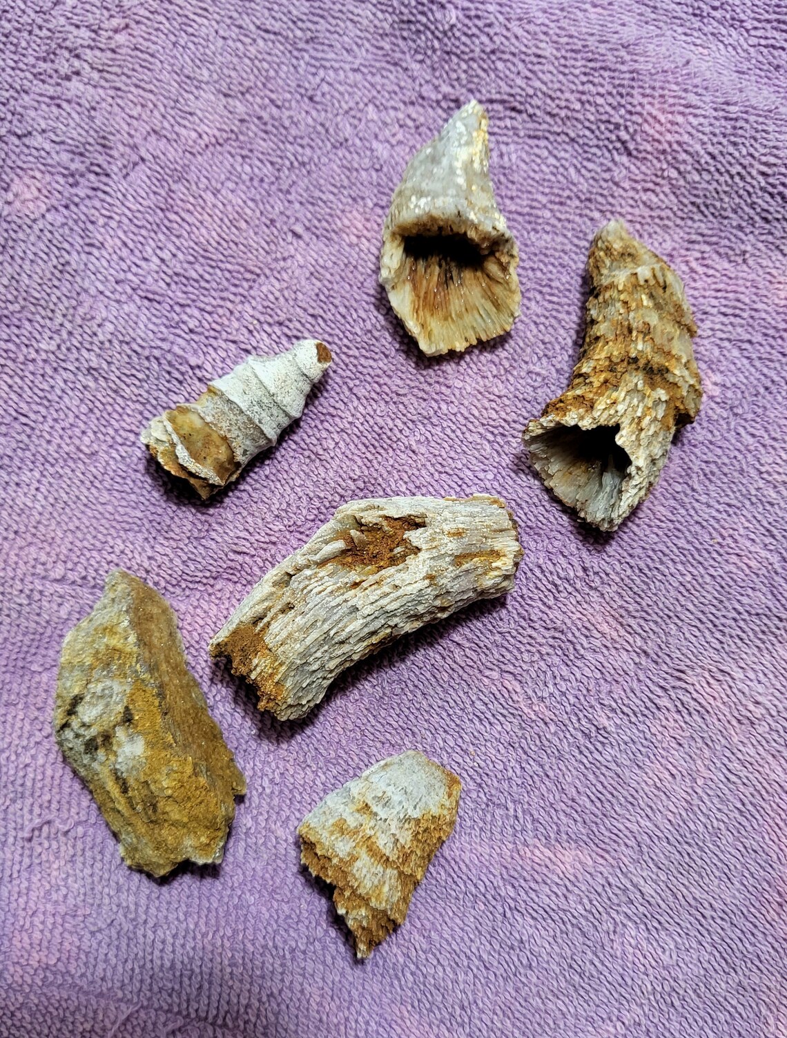 Lake of the Ozarks Rugose Coral Fossils - Etsy
