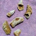 Lake of the Ozarks Rugose Coral Fossils - Etsy