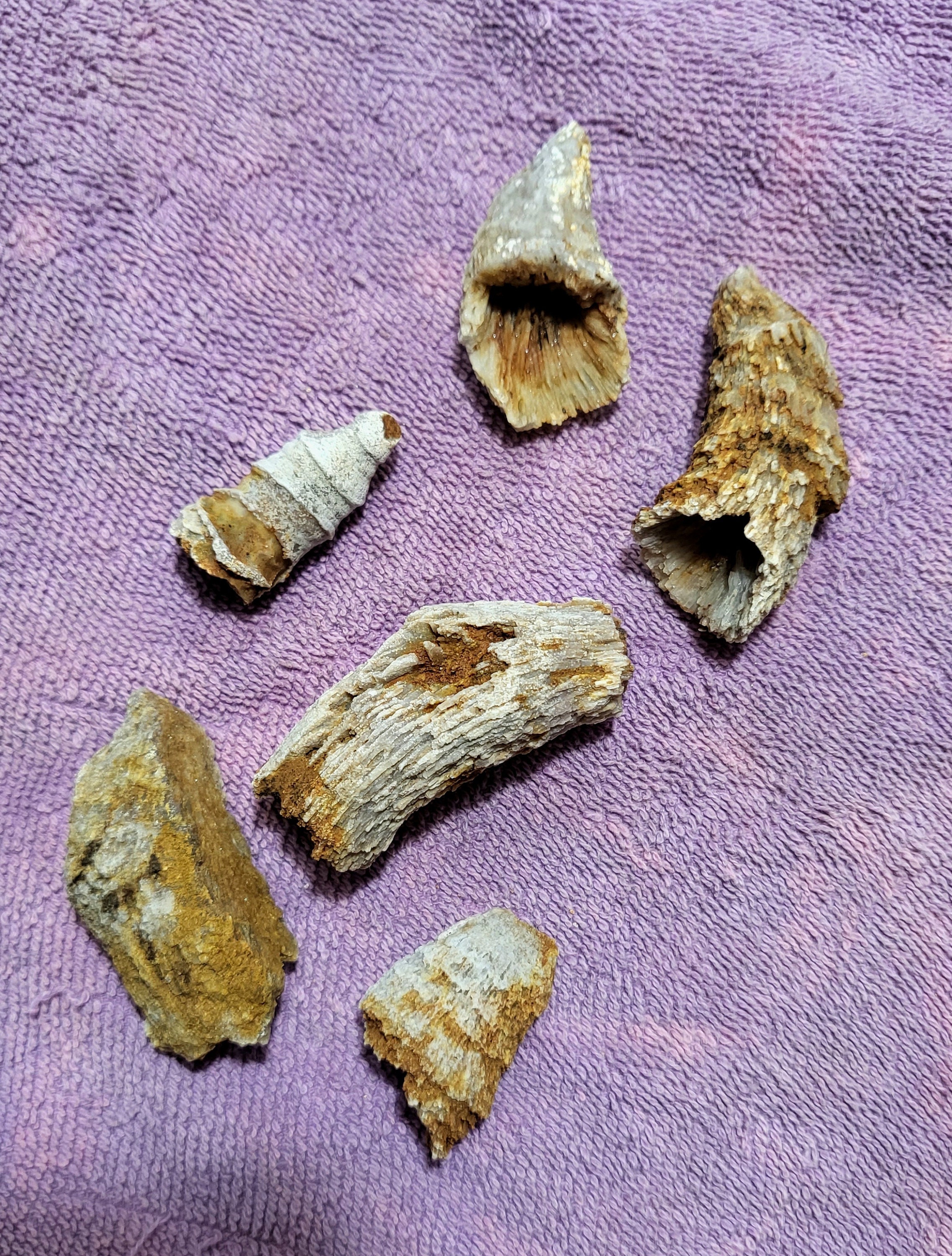 Lake of the Ozarks Rugose Coral Fossils - Etsy