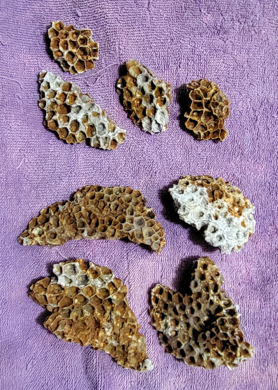 Lake of the Ozarks Honeycomb Coral Fossil - Etsy
