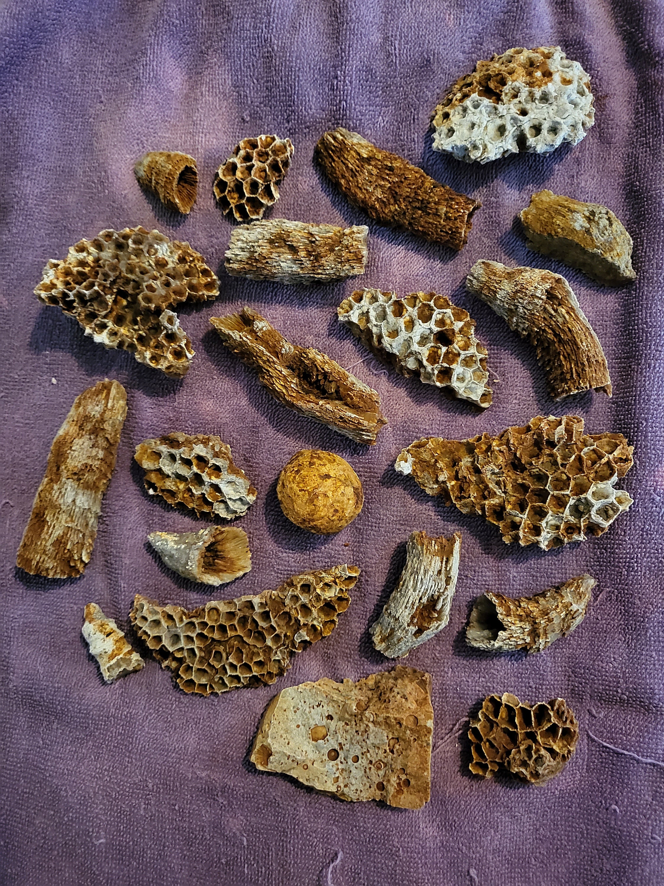 Lake of the Ozarks Rugose Coral Fossils - Etsy