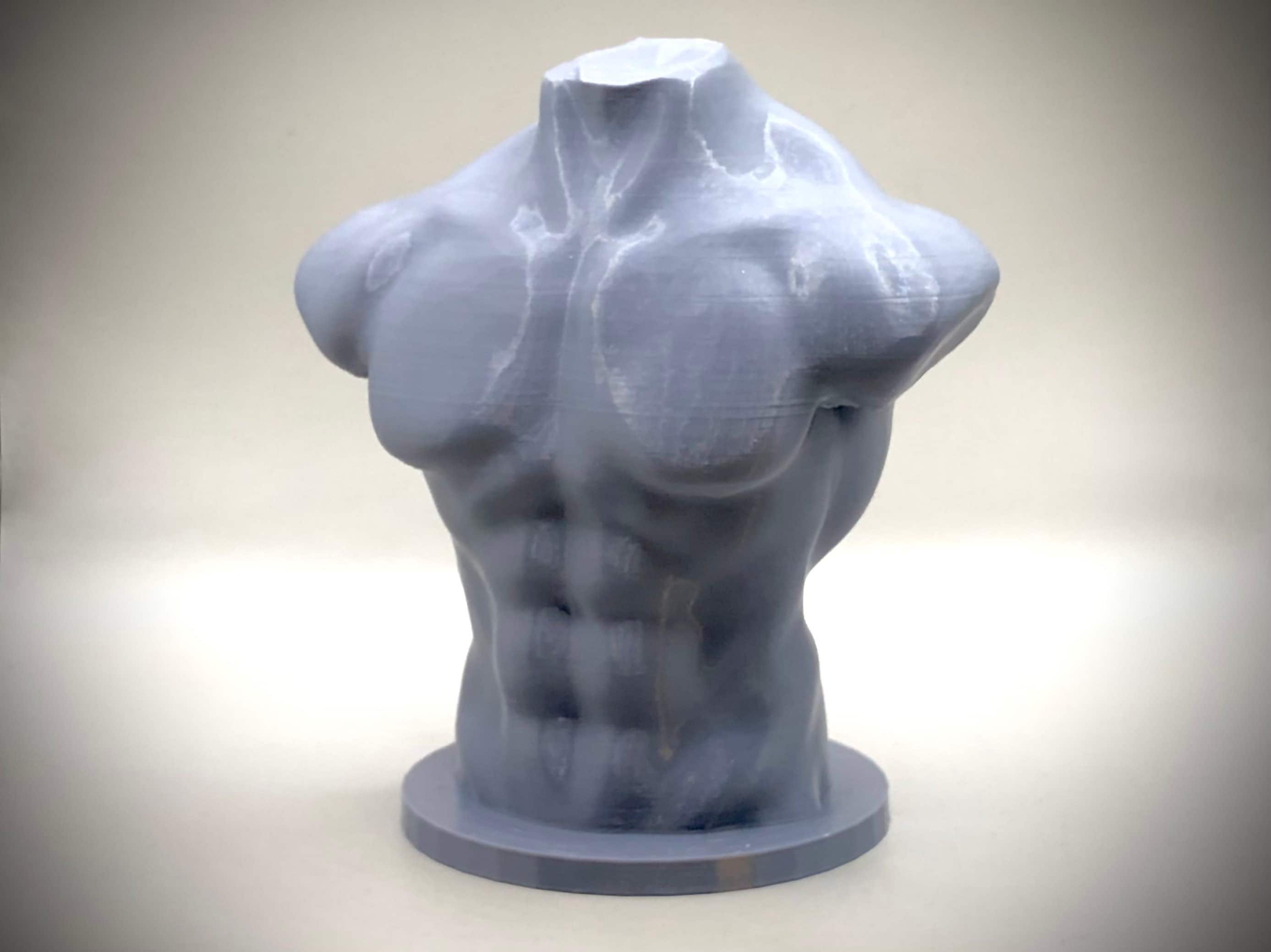 Male Torso Muscle Anatomy