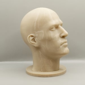 Male Realistic Head Bust | Portrait Reference Tool | Multiple Sizes - Etsy