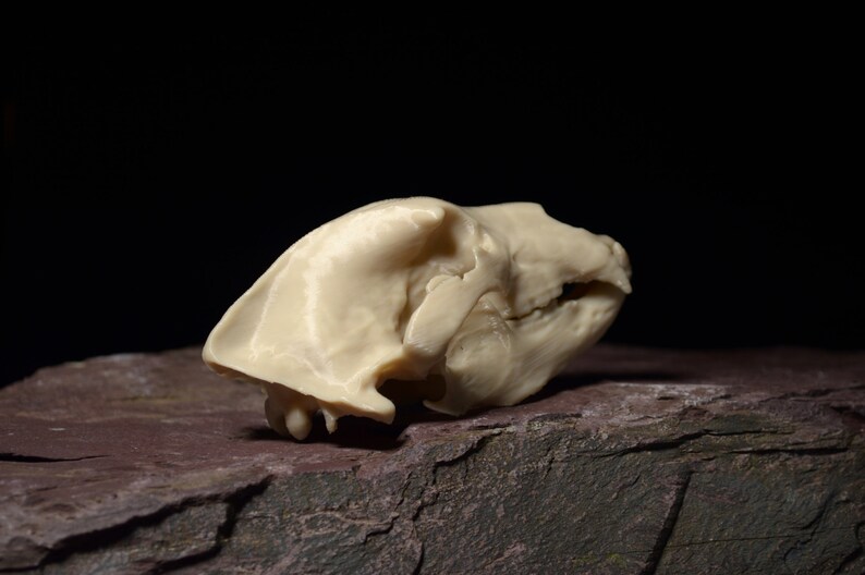 Brown Bear Skull Replica — Lifelike Animal Anatomy Drawing Aid - Etsy