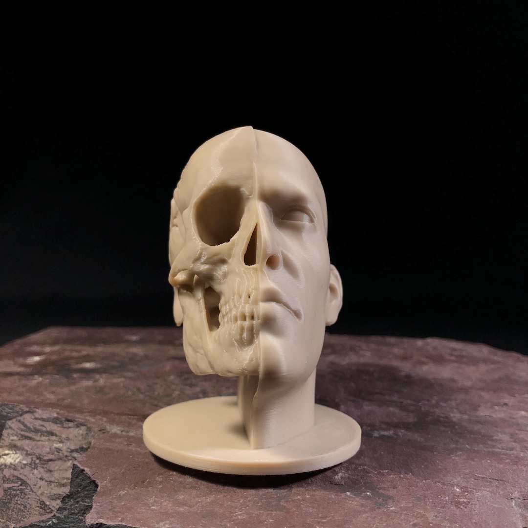 Skull Male Head Hybrid | Portrait Drawing Sculpting Aid | Loomis Bammes ...