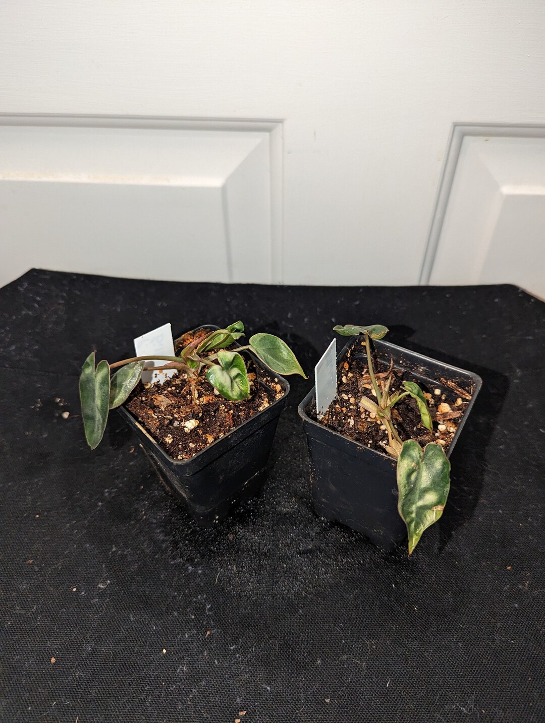 Philodendron Billietae - Etsy