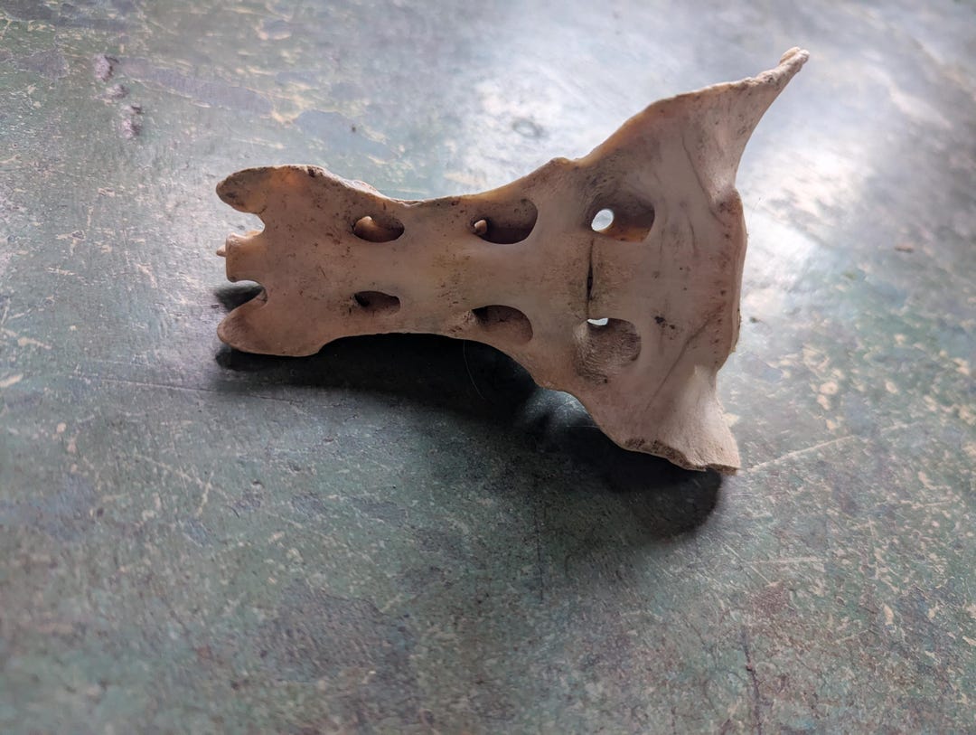 Deer Sacrum - Etsy