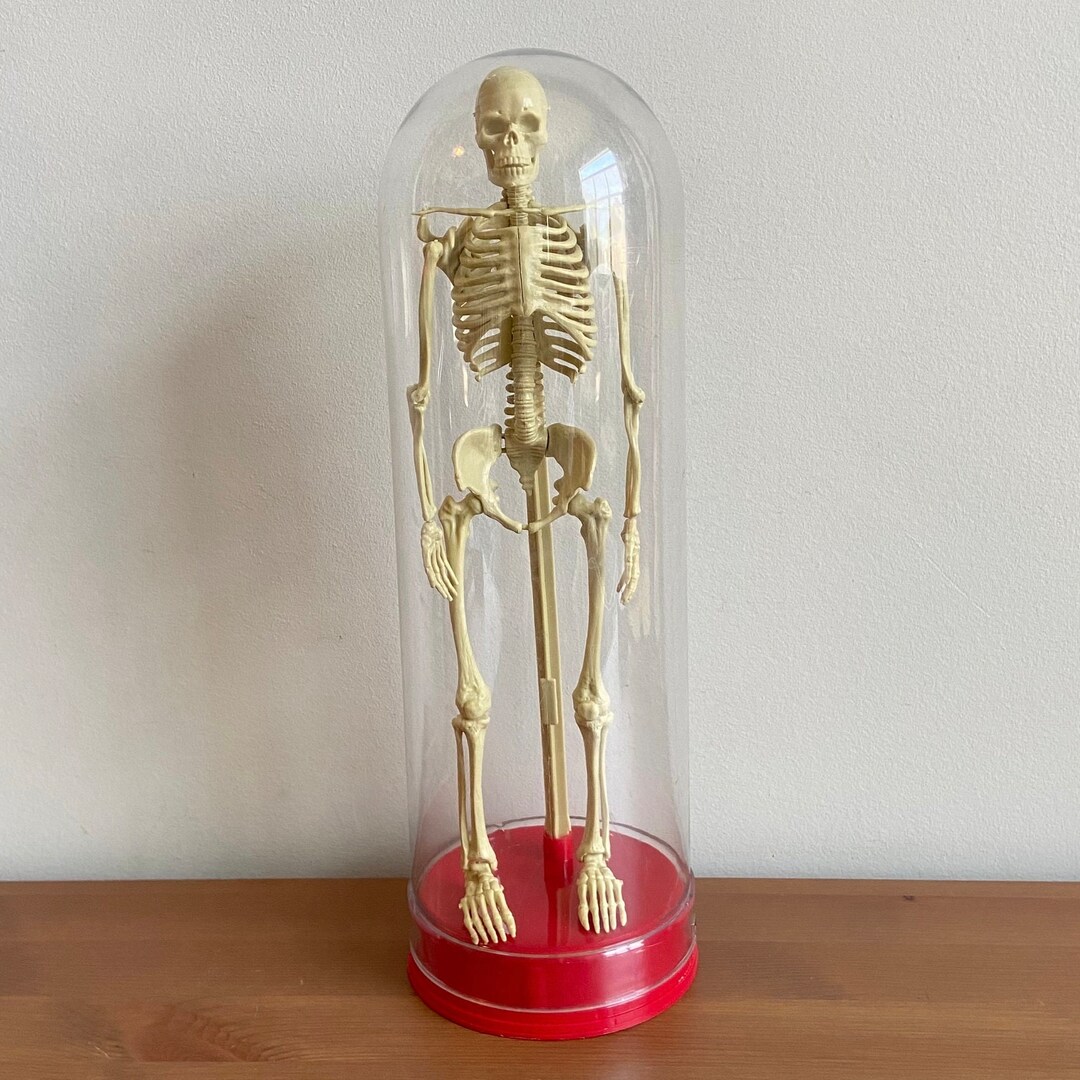 Vintage Human Skeleton With Plastic Cloche Display Halloween Decor - Etsy