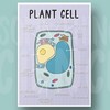 Animal Cell Diagram Poster - A4 - Labelled, Cell Biology, GCSE, A-level ...