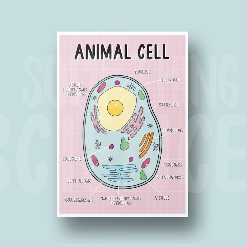 Animal Cell Diagram Poster - A4 - Labelled, Cell Biology, GCSE, A-level ...