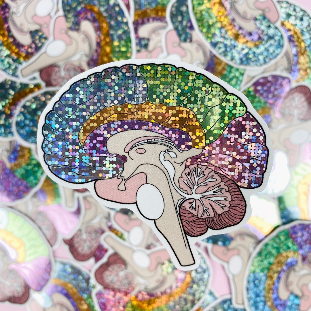Glitter Medial Brain Diagram Sticker - Psychology Sticker, Neurology ...