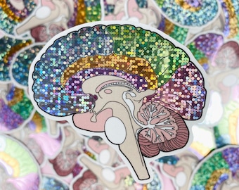 Anatomical Brain Sticker or Magnet Anatomy Neuroscience - Etsy