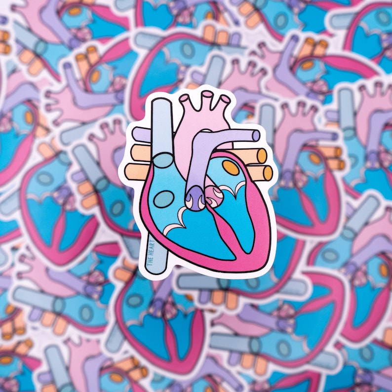 Heart Anatomy Waterproof Sticker Biology Cardiology Gift - Etsy
