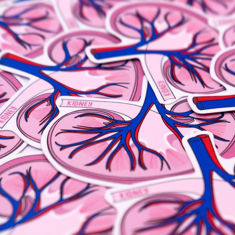 Kidney Diagram Waterproof Sticker Biologyurology Gift for - Etsy