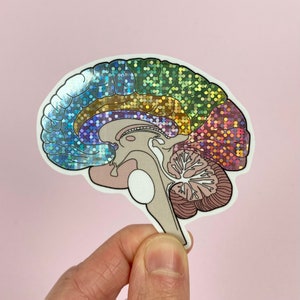 Glitter Medial Brain Diagram Sticker - Psychology Sticker, Neurology ...