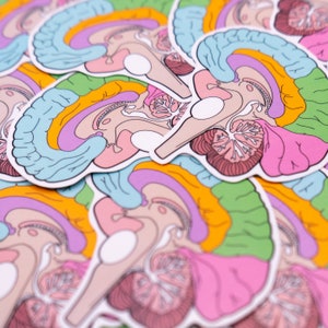 Medial Brain Diagram Waterproof Sticker - Psychology, Neurology, Gift ...
