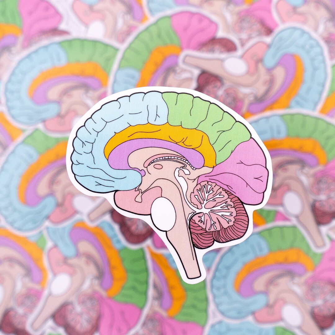 Medial Brain Diagram Waterproof Sticker - Psychology, Neurology, Gift ...