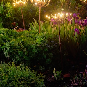 Solar Wild Fennel Light - Etsy