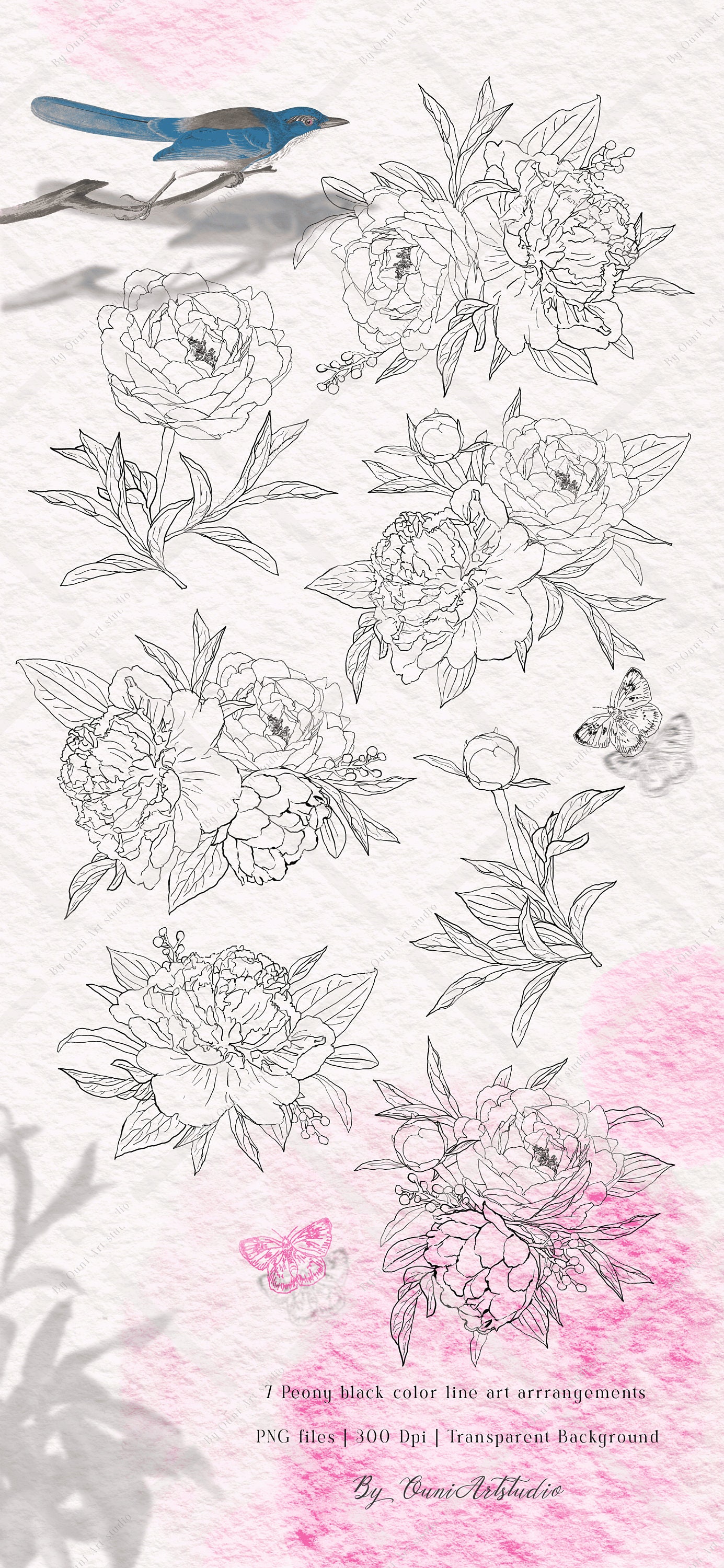 Peony, Floral Line Art, Botanical Clipart, Flower Line Art, Peony Line ...